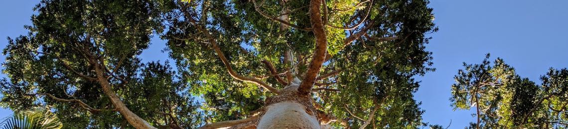 Researchers 'Light Up' the Plant Tree of Life | CyVerse