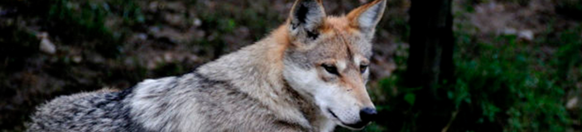 Arizona and Mexican Biologists Work Together to Recover One of North ...